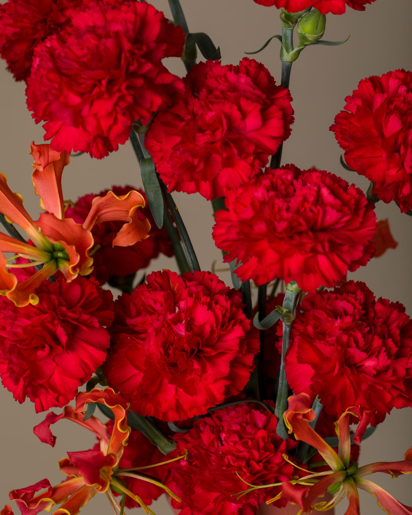 Home - Dianthus Flowers