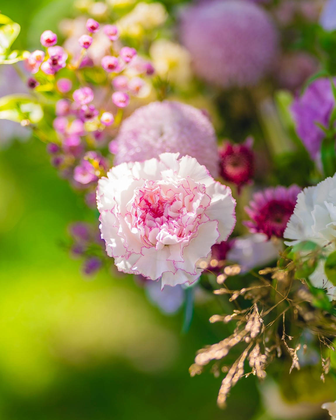 Home - Dianthus Flowers