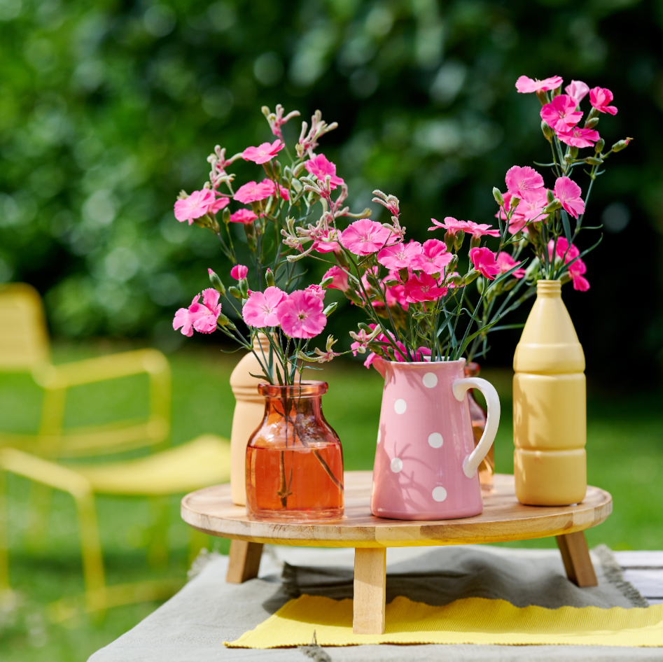 Home - Dianthus Flowers
