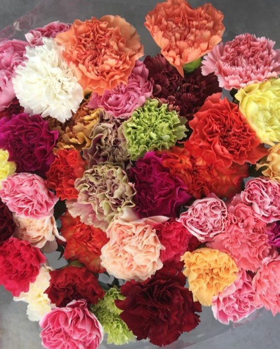 Home - Dianthus Flowers