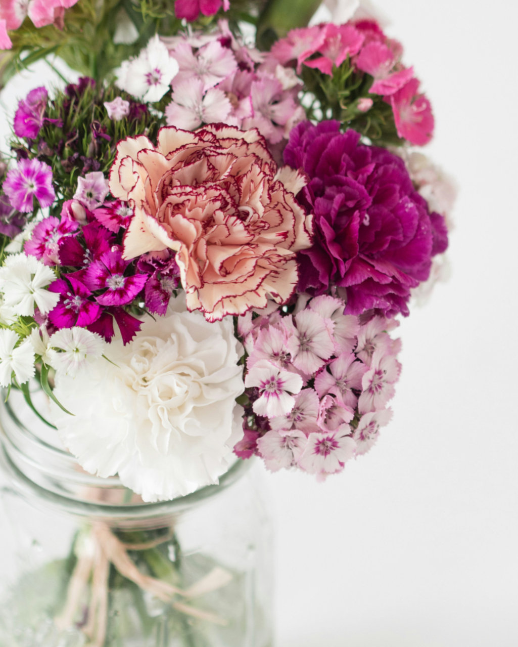 Home - Dianthus Flowers