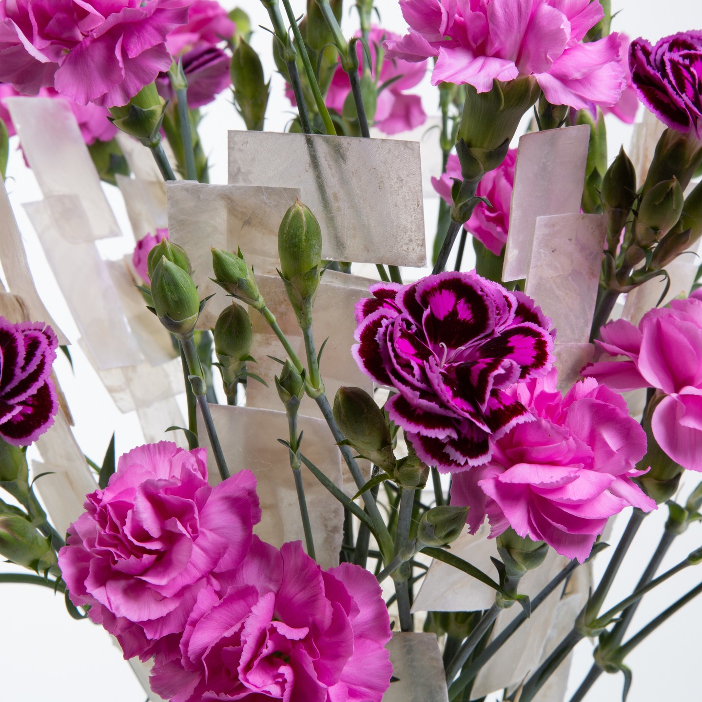 Home - Dianthus Flowers